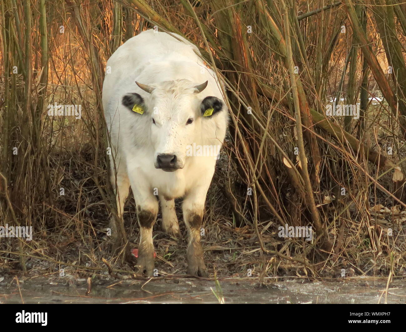 Cow at roadside hi-res stock photography and images - Alamy