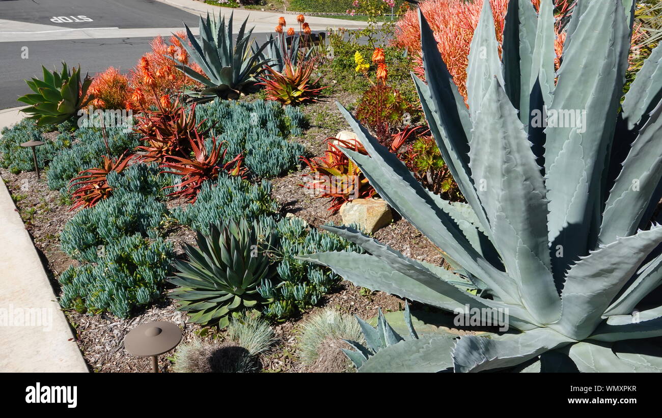 Medium close up of beautifully done drought-tolerant landscaping in a ...