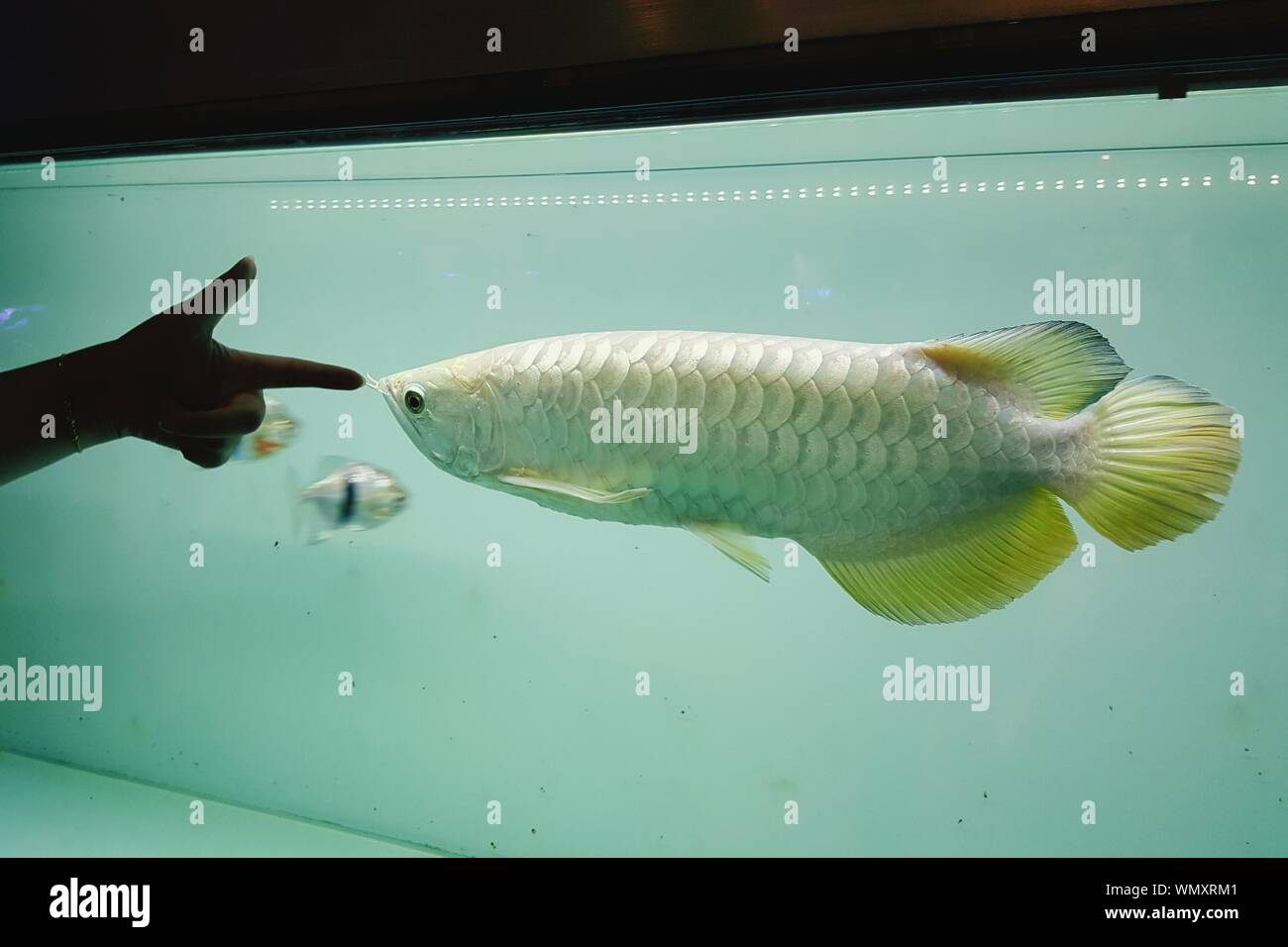 Children fish finger hi-res stock photography and images - Alamy