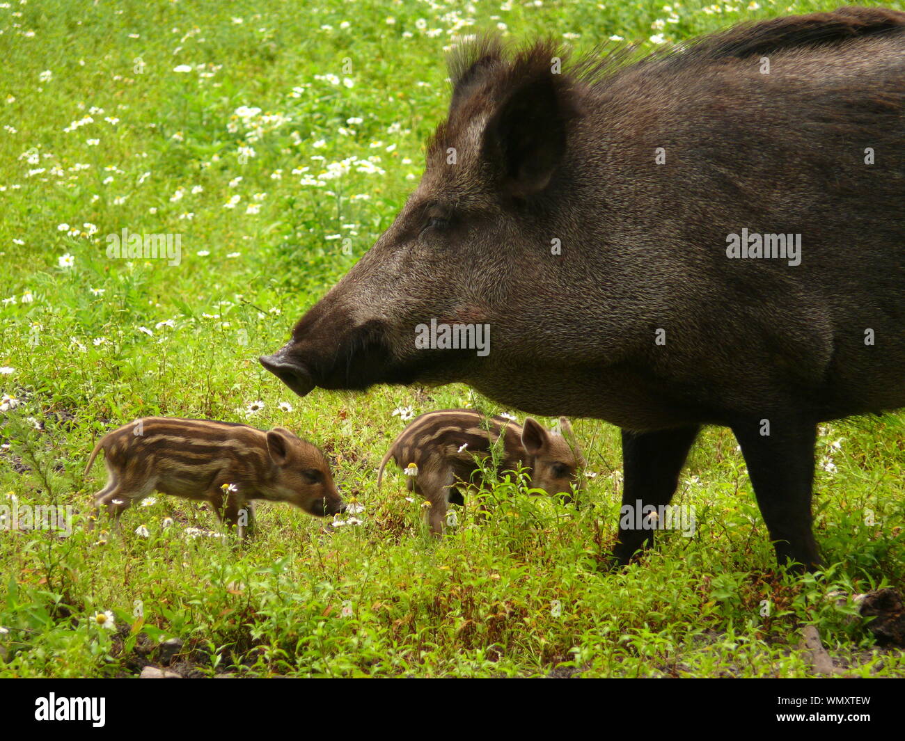 Side view of a pig hi-res stock photography and images - Alamy