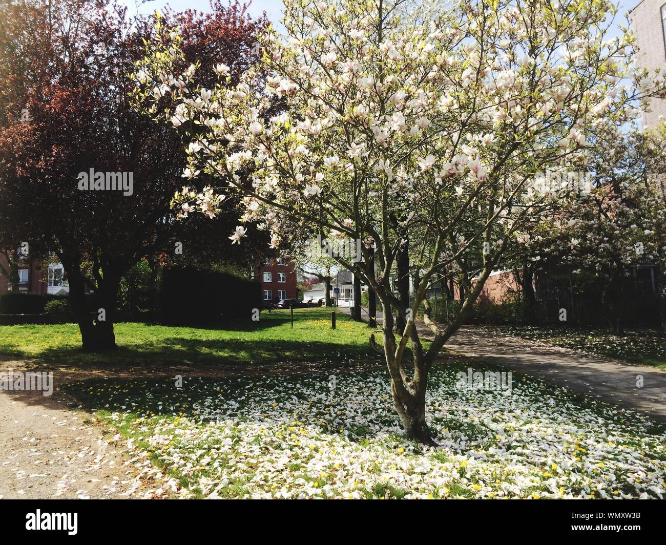 Magnolia Tree Autumn High Resolution Stock Photography and Images - Alamy