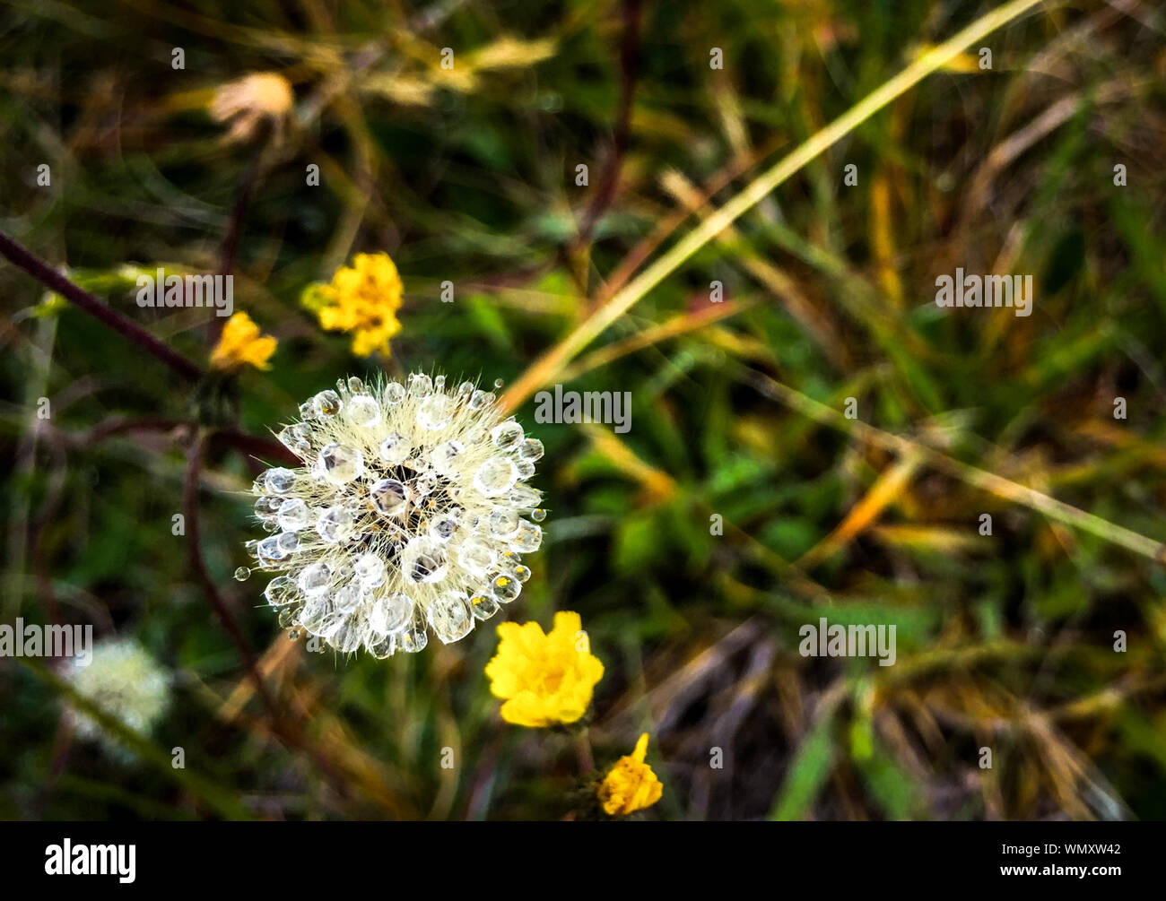 Transparent sunlight hi-res stock photography and images - Alamy