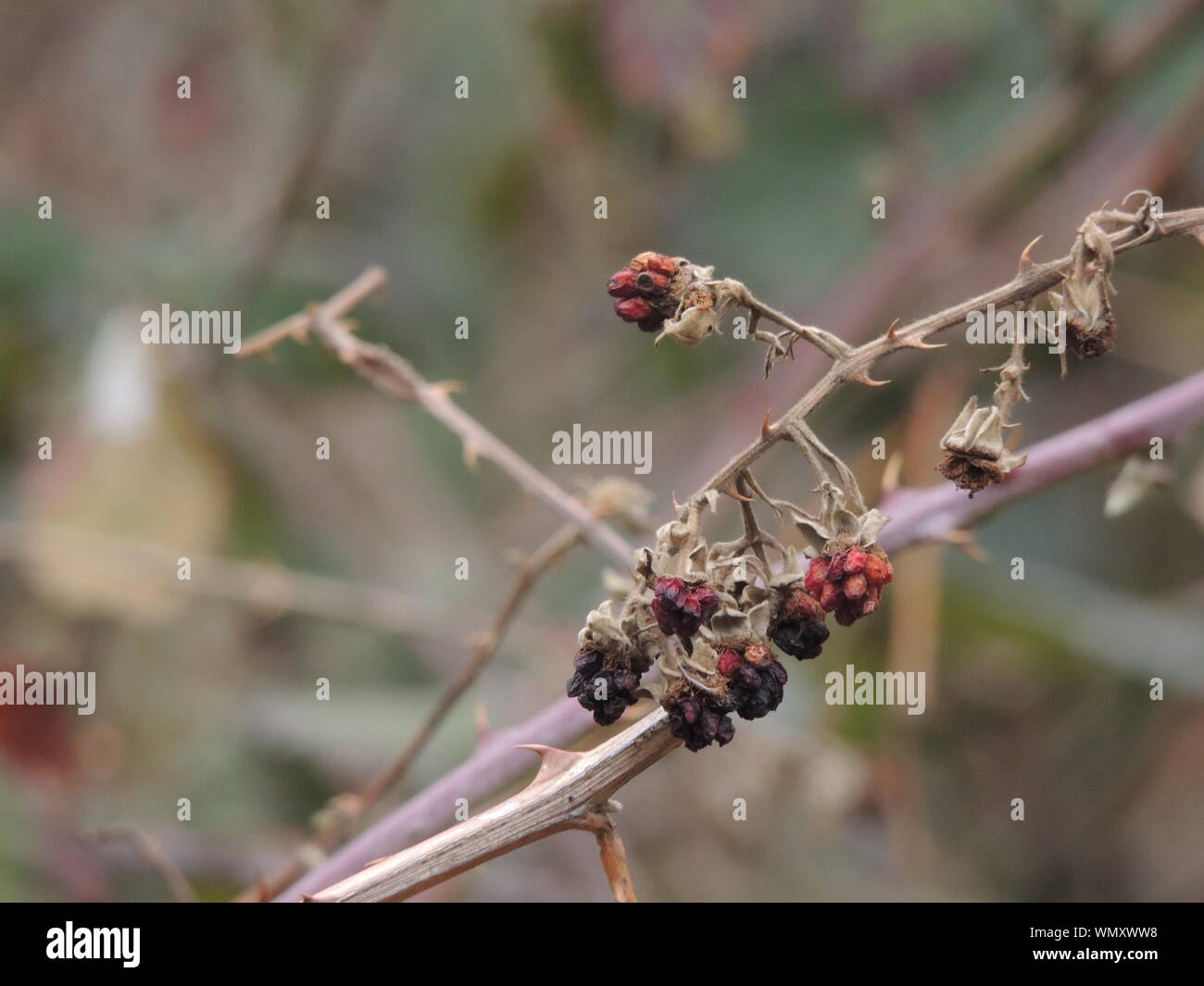 Rotten Plant High Resolution Stock Photography and Images - Alamy