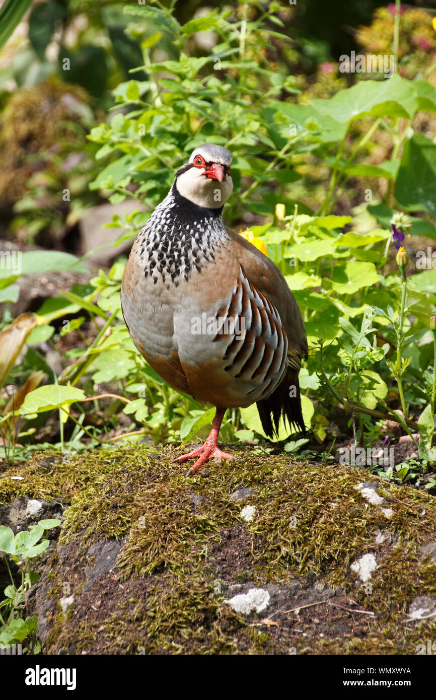 Partridge family hi-res stock photography and images - Alamy