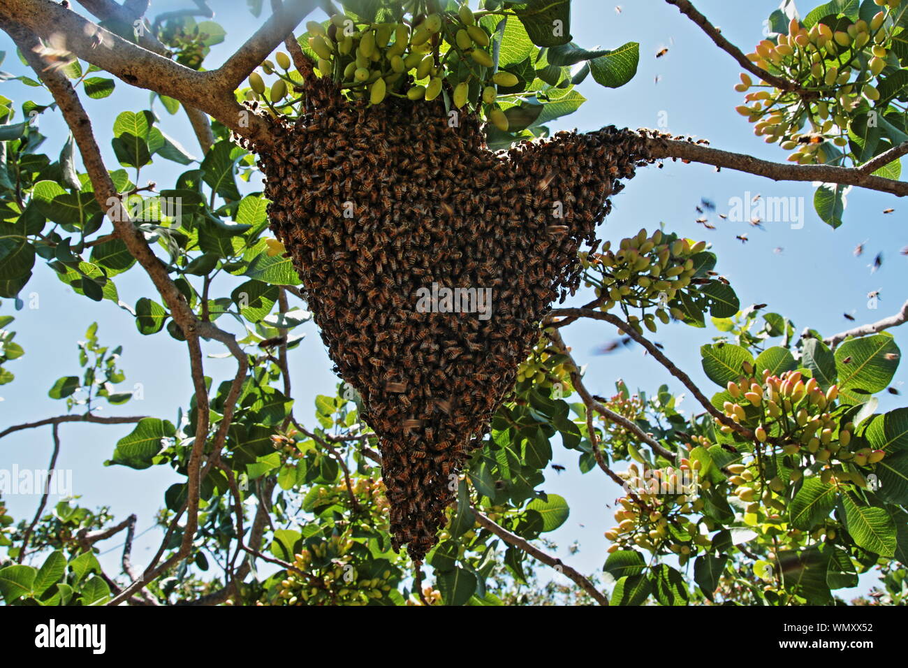 Honeycomb tree branch hi-res stock photography and images - Alamy