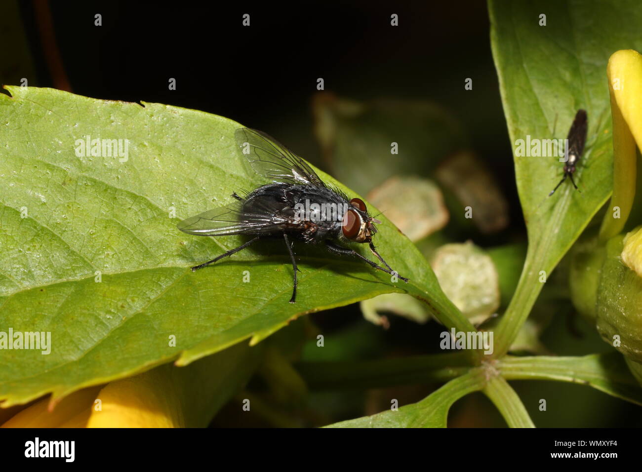 Fly on leaf hi-res stock photography and images - Alamy