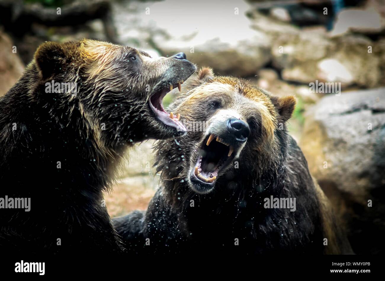 Angry bears hi-res stock photography and images - Alamy
