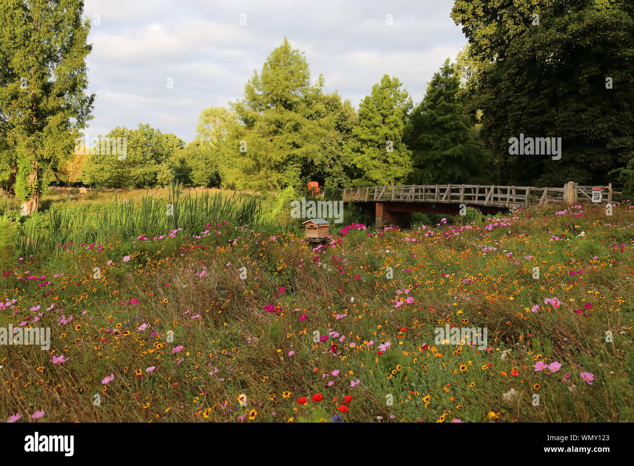 Wild Flower Meadow, Hever Castle, Hever, Edenbridge, Kent, England ...