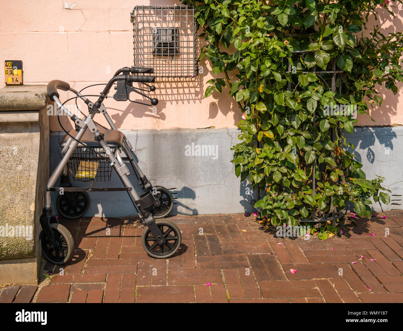 Used rollator walker standing nearby a bush of roses in front of a ...