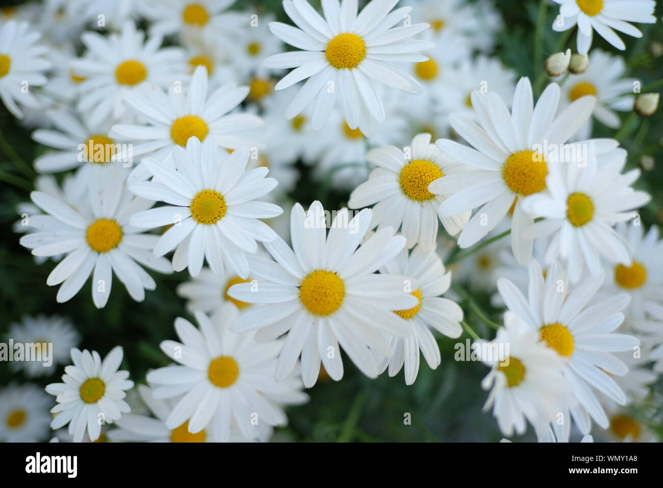 Large white daisy flowers hi-res stock photography and images - Alamy