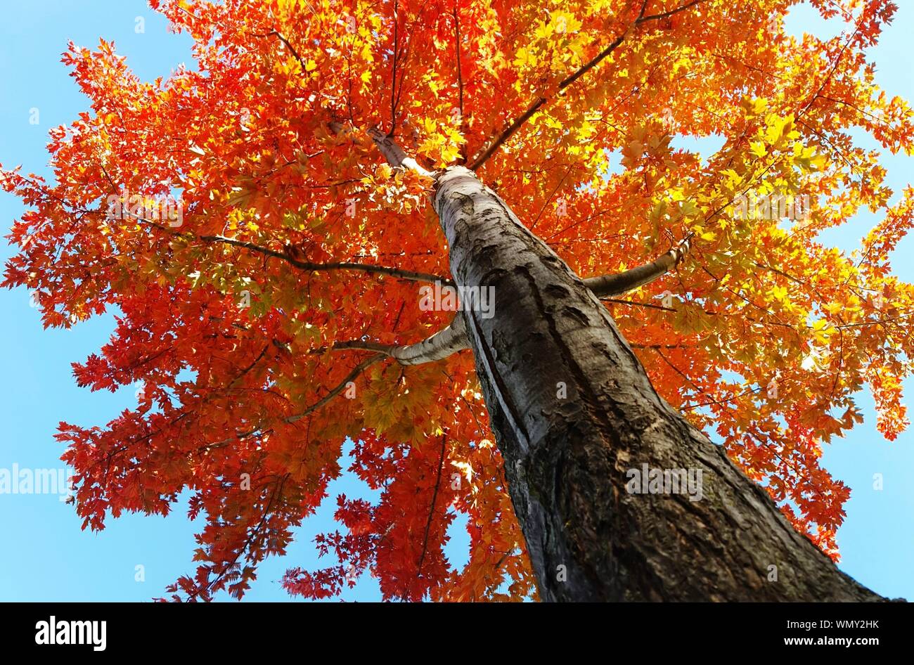 Majestic maple tree hi-res stock photography and images - Alamy