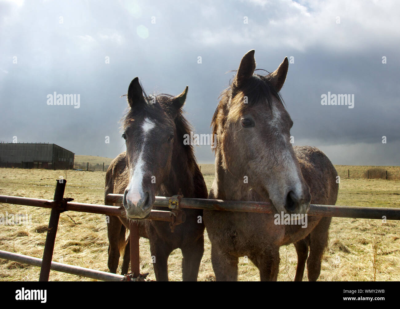 Two horses in pen hi-res stock photography and images - Alamy