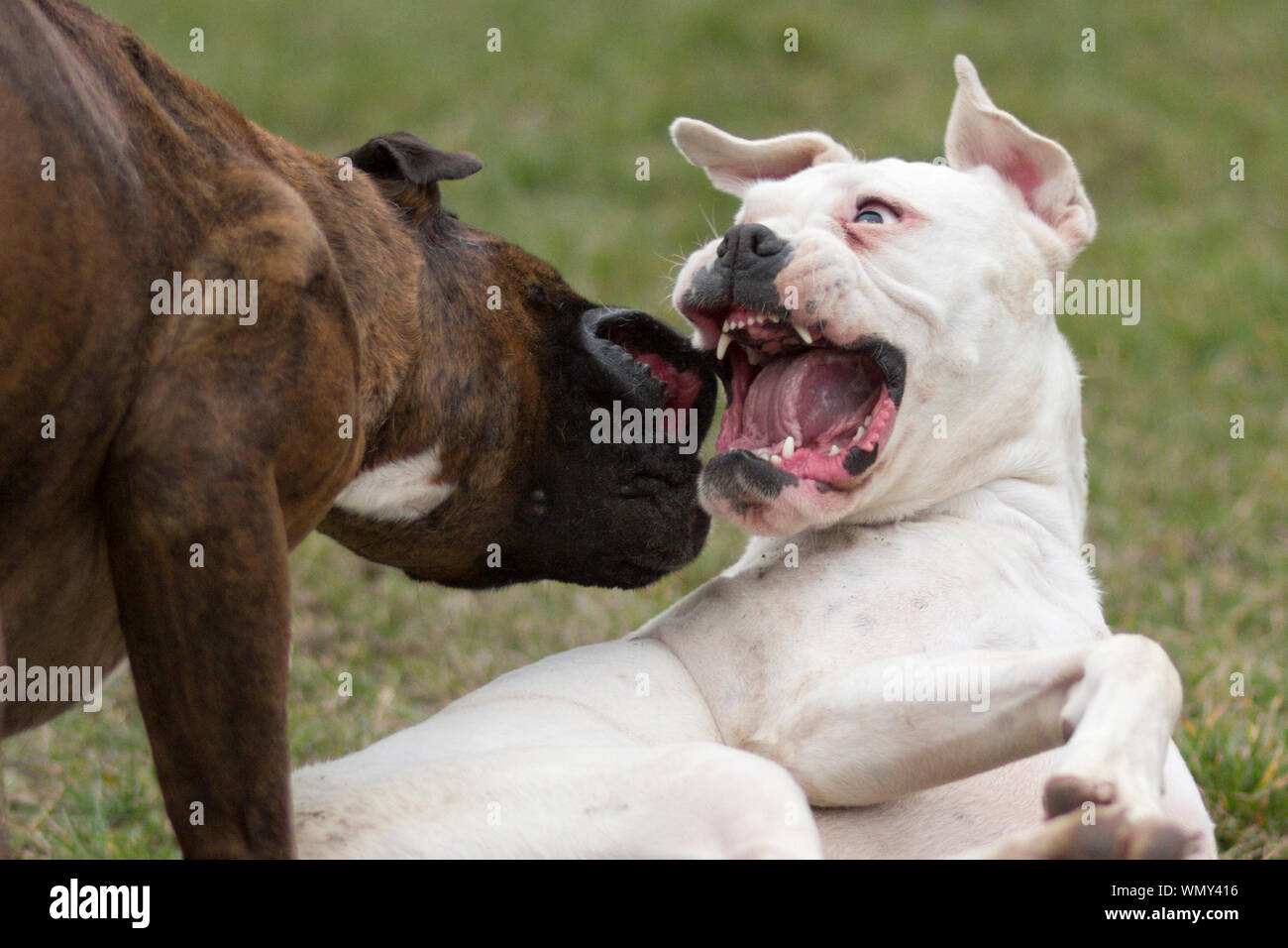 Boxer fighting hi-res stock photography and images - Alamy