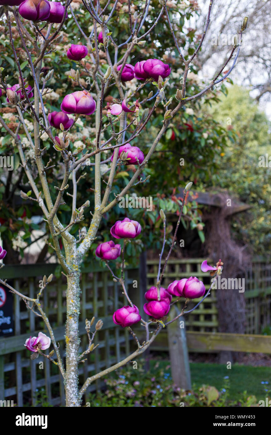 Beautiful Magnolia trees with huge pink flowers blooming at the ...