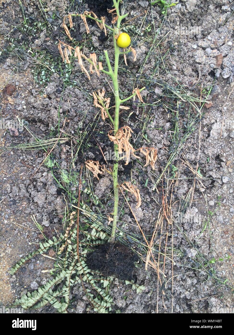 Fallen Tomato Plant High Resolution Stock Photography and Images - Alamy