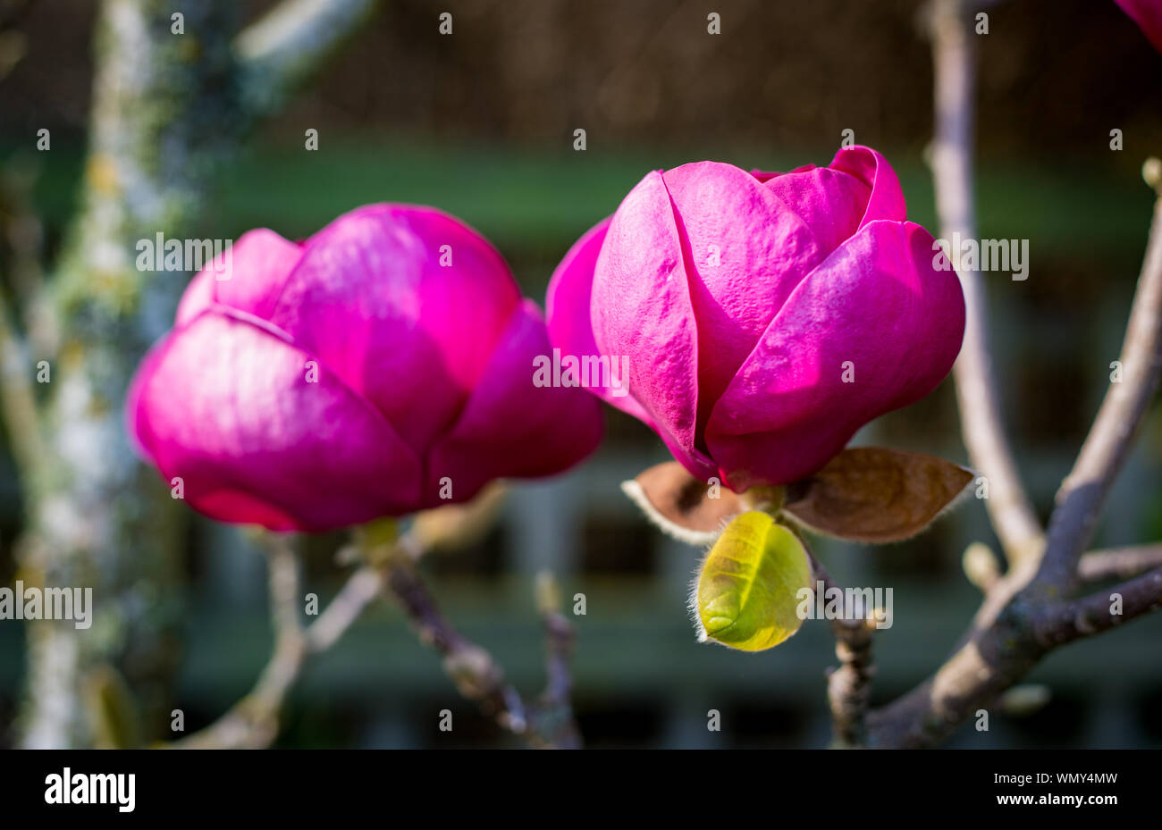 Magnolia tree full bloom hi-res stock photography and images - Alamy