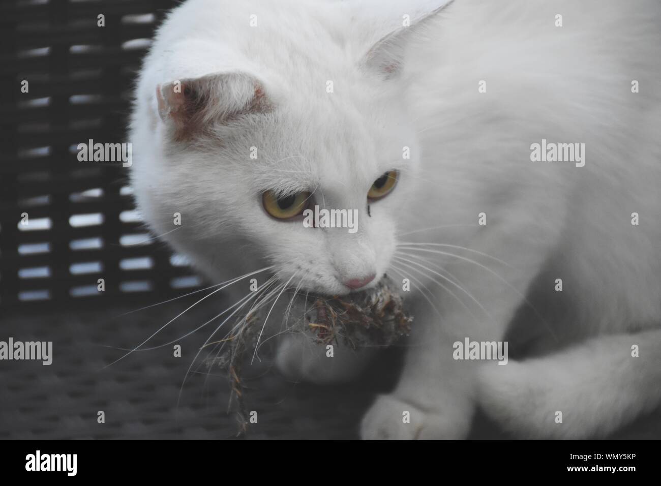 Close-up Of Cat Carrying Mouse In Mouth Stock Photo - Alamy