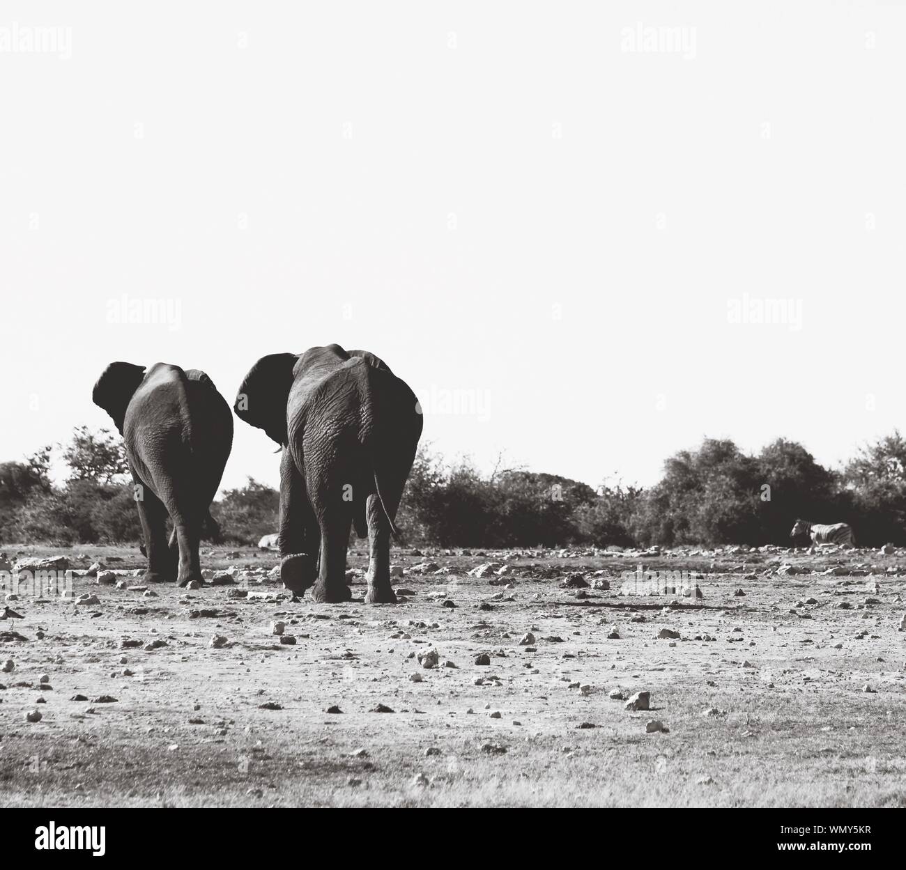 Rear View Of Elephants High Resolution Stock Photography and Images - Alamy