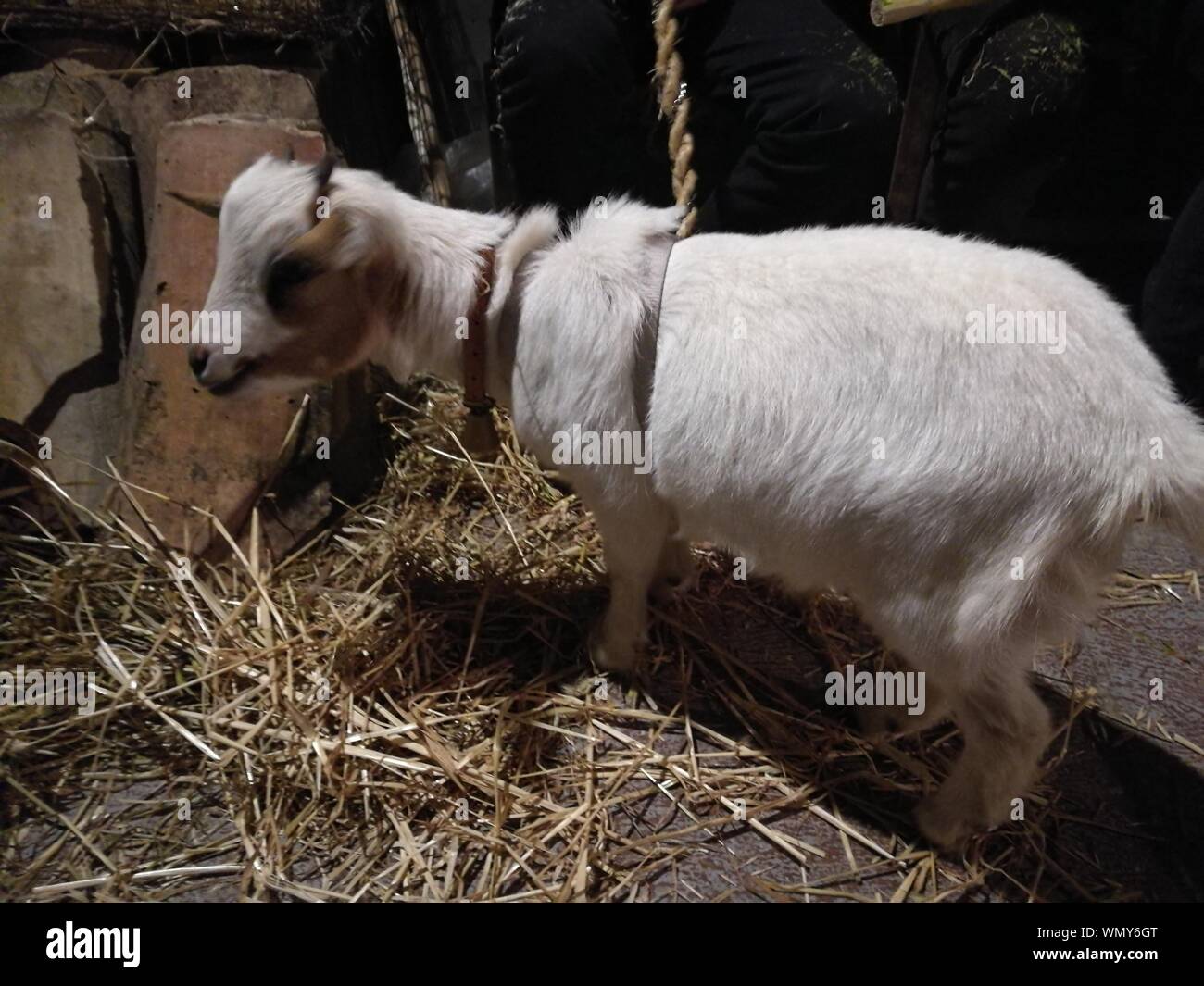 Goat rope hi-res stock photography and images - Alamy