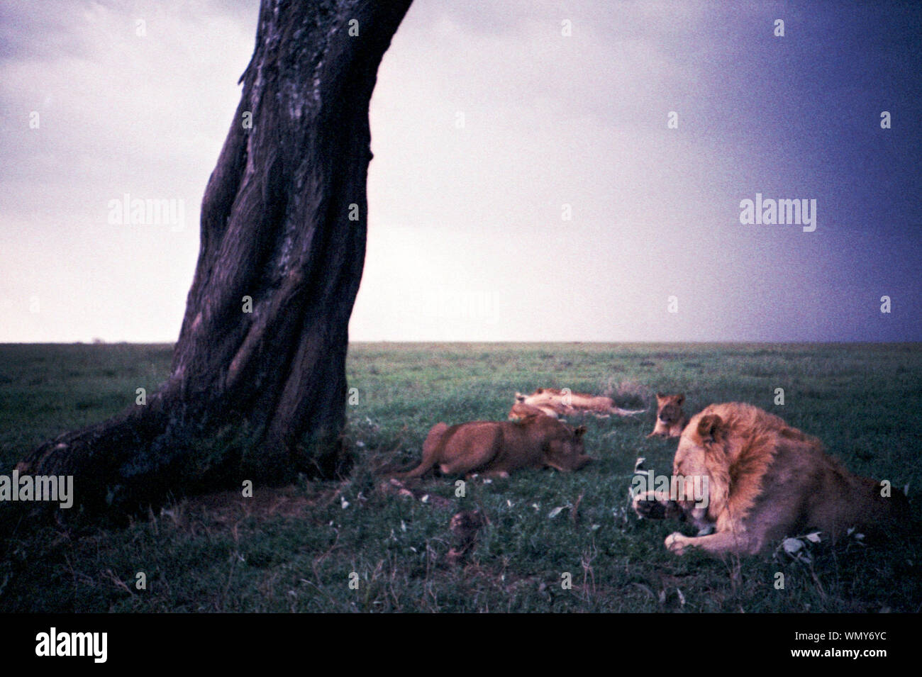 Lions under the tree hi-res stock photography and images - Alamy
