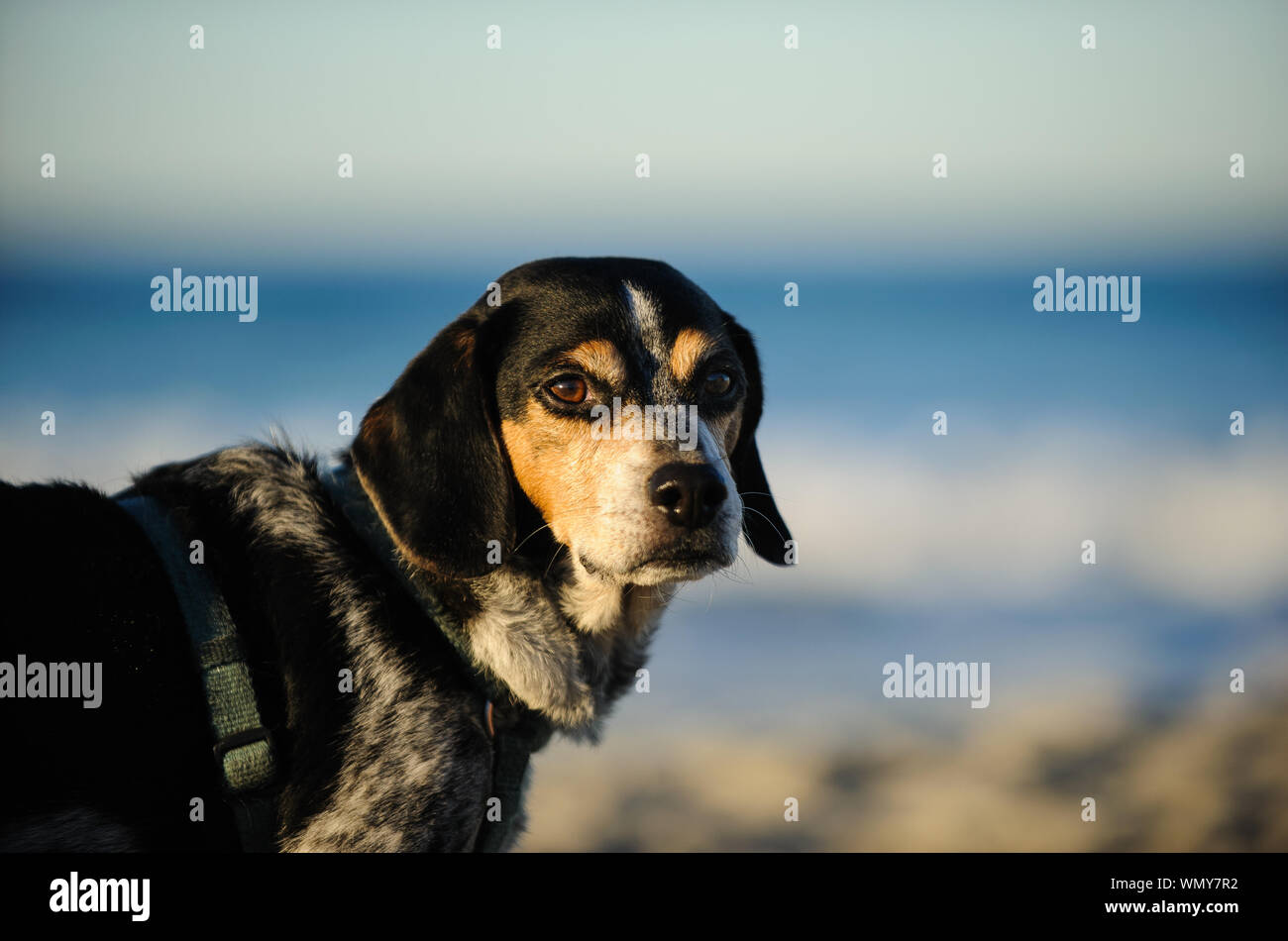 Beagle beach hi-res stock photography and images - Alamy