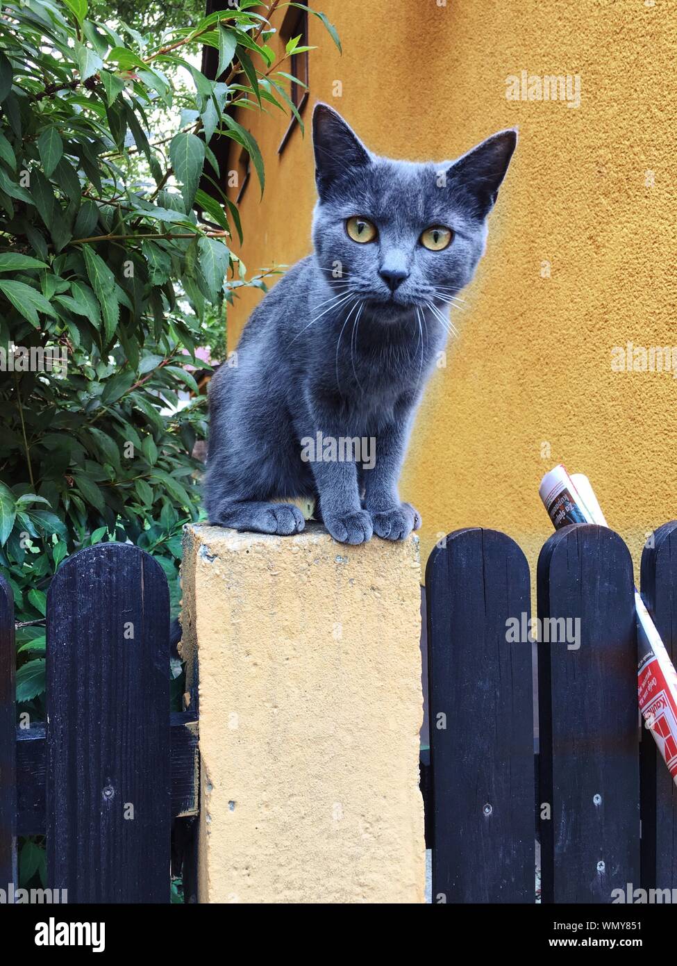 Chartreux cat portrait hi-res stock photography and images - Alamy