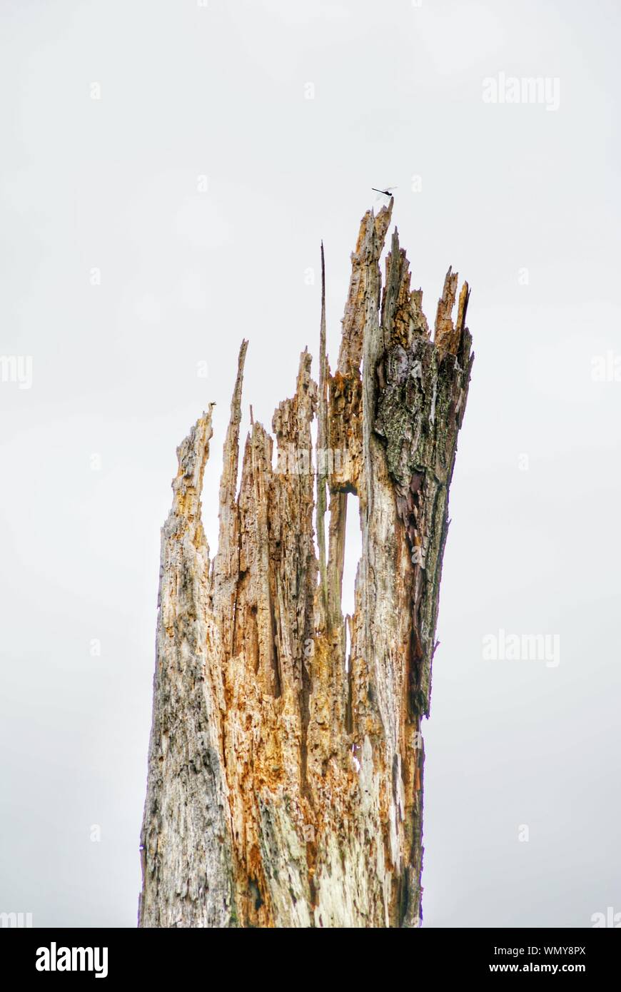 Decaying Tree High Resolution Stock Photography and Images - Alamy