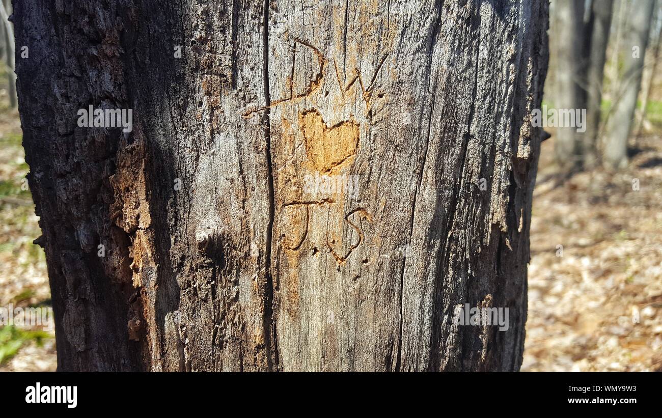 Letters carved into tree hi-res stock photography and images - Alamy