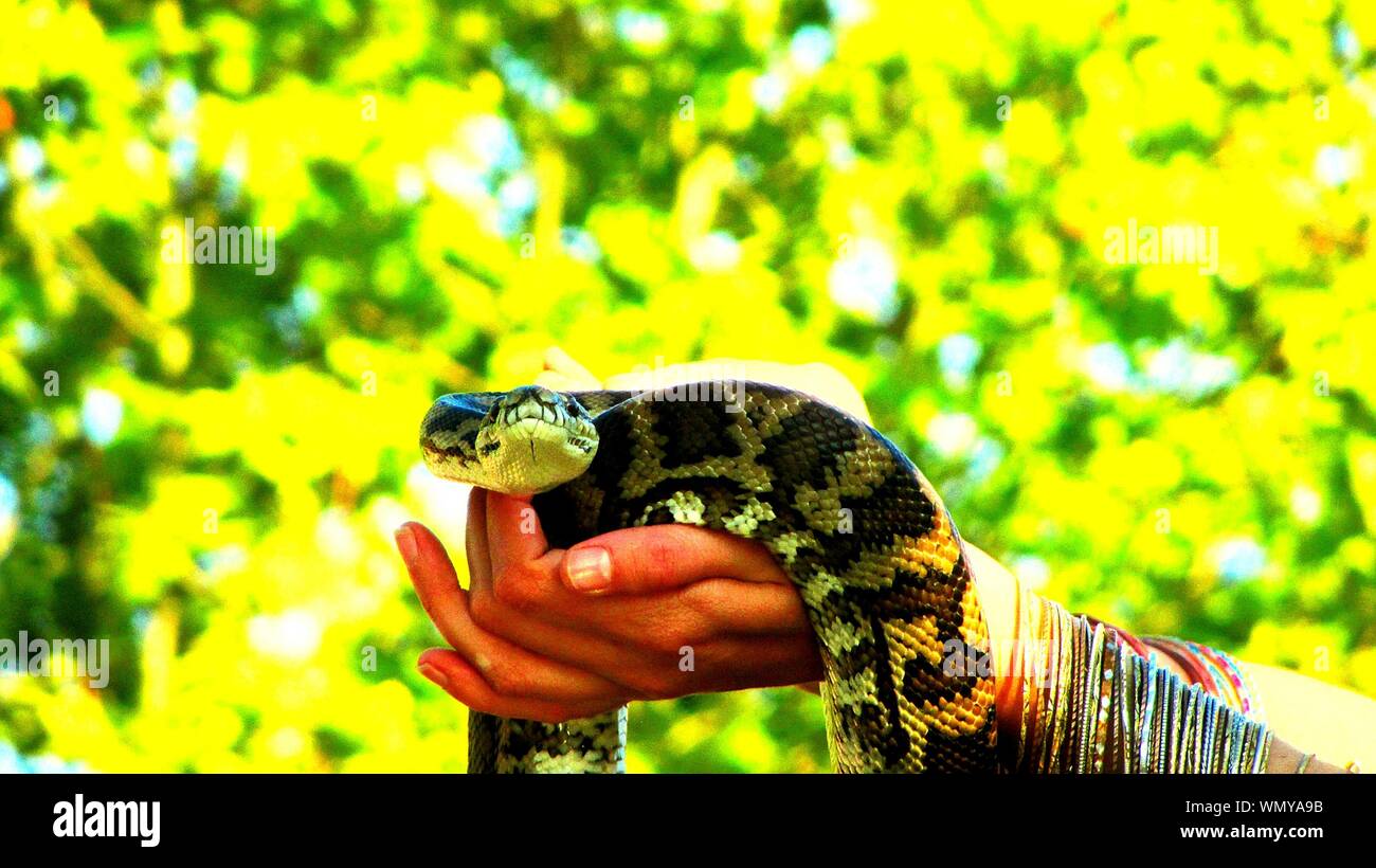 Woman holding snake hi-res stock photography and images - Alamy