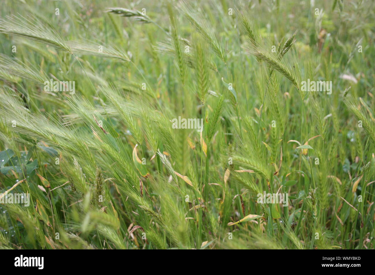 Greenland italy hi-res stock photography and images - Alamy