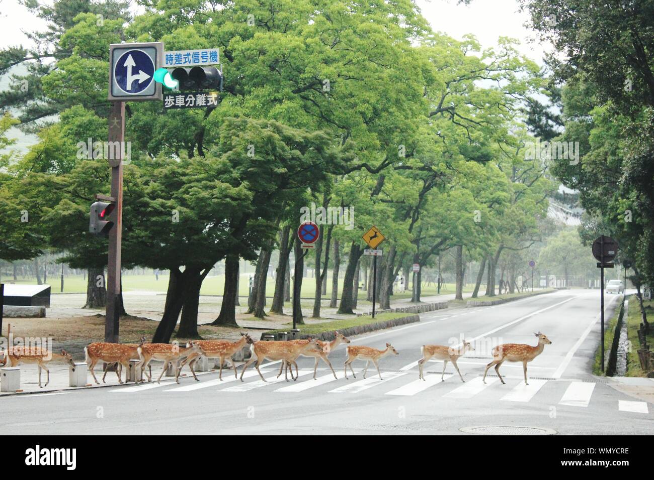 Traffic sign deer crossing hi-res stock photography and images - Alamy