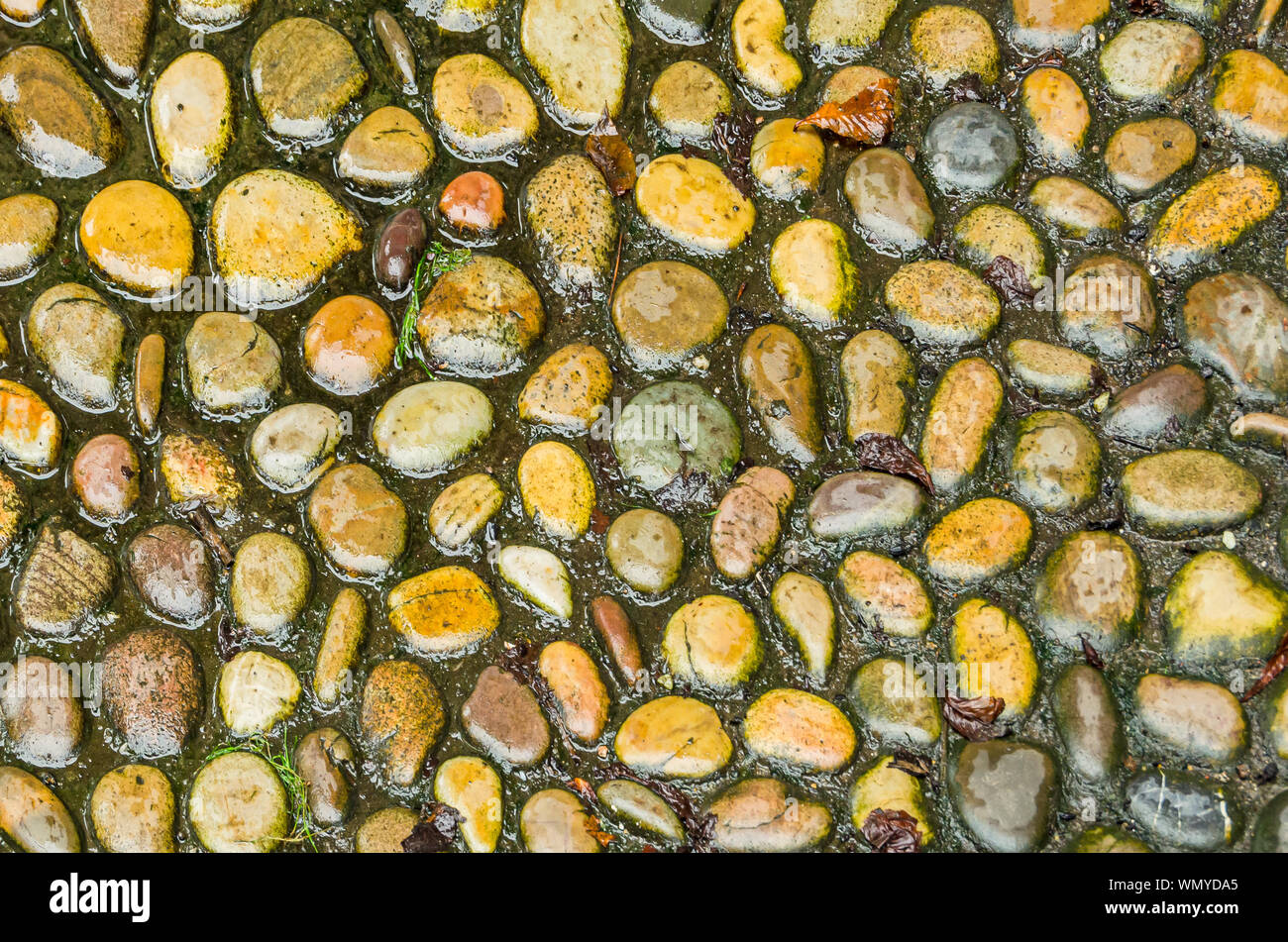 Cemented and shiny pebble or pebble floor background Stock Photo - Alamy