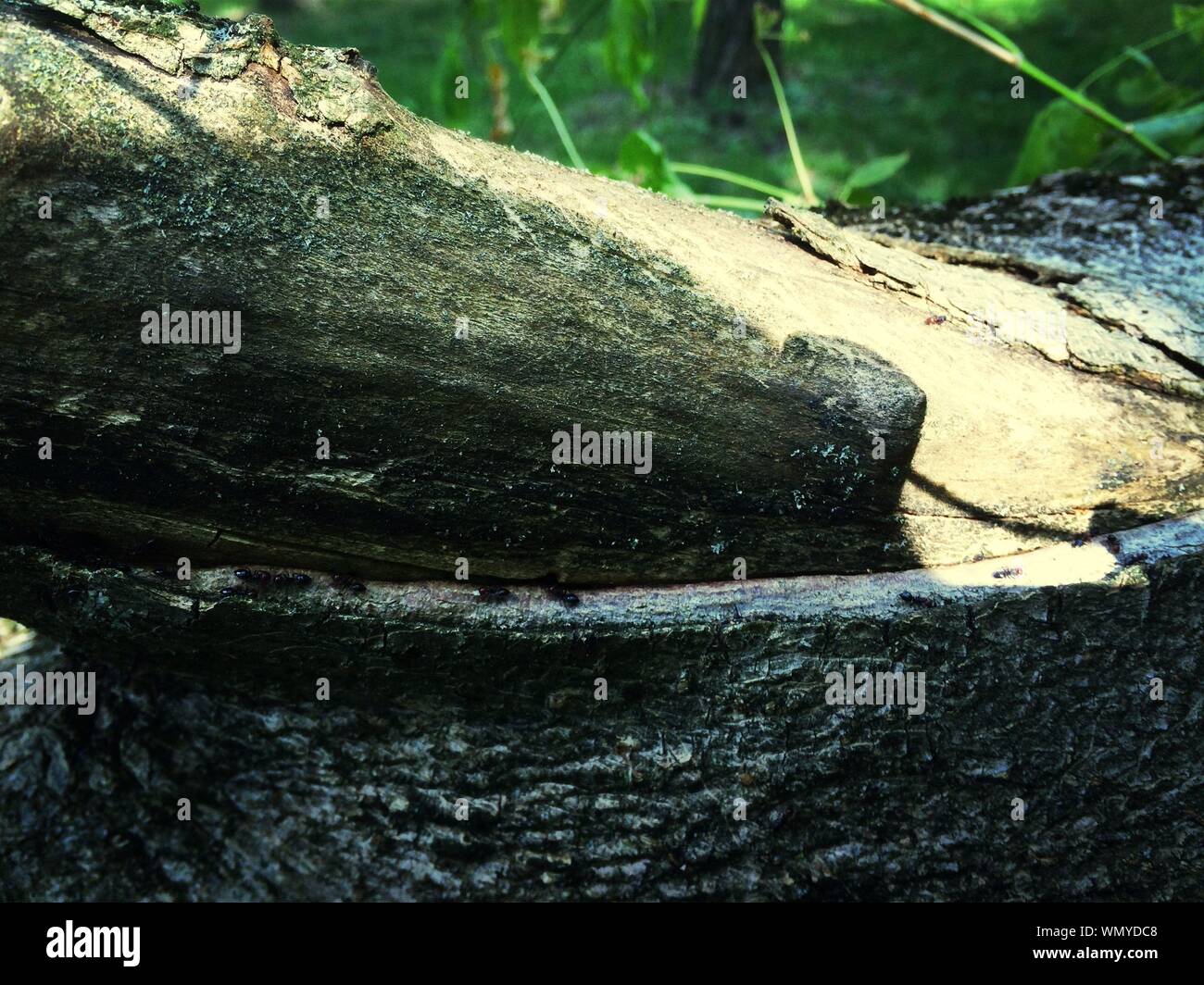 Fallen log hi-res stock photography and images - Alamy