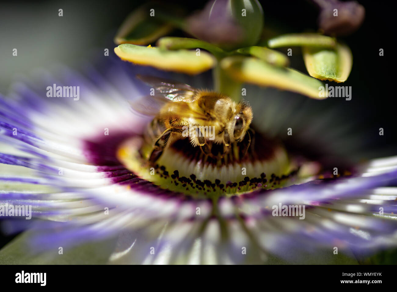 Passiflora caerulea bee passion flower hi-res stock photography and ...