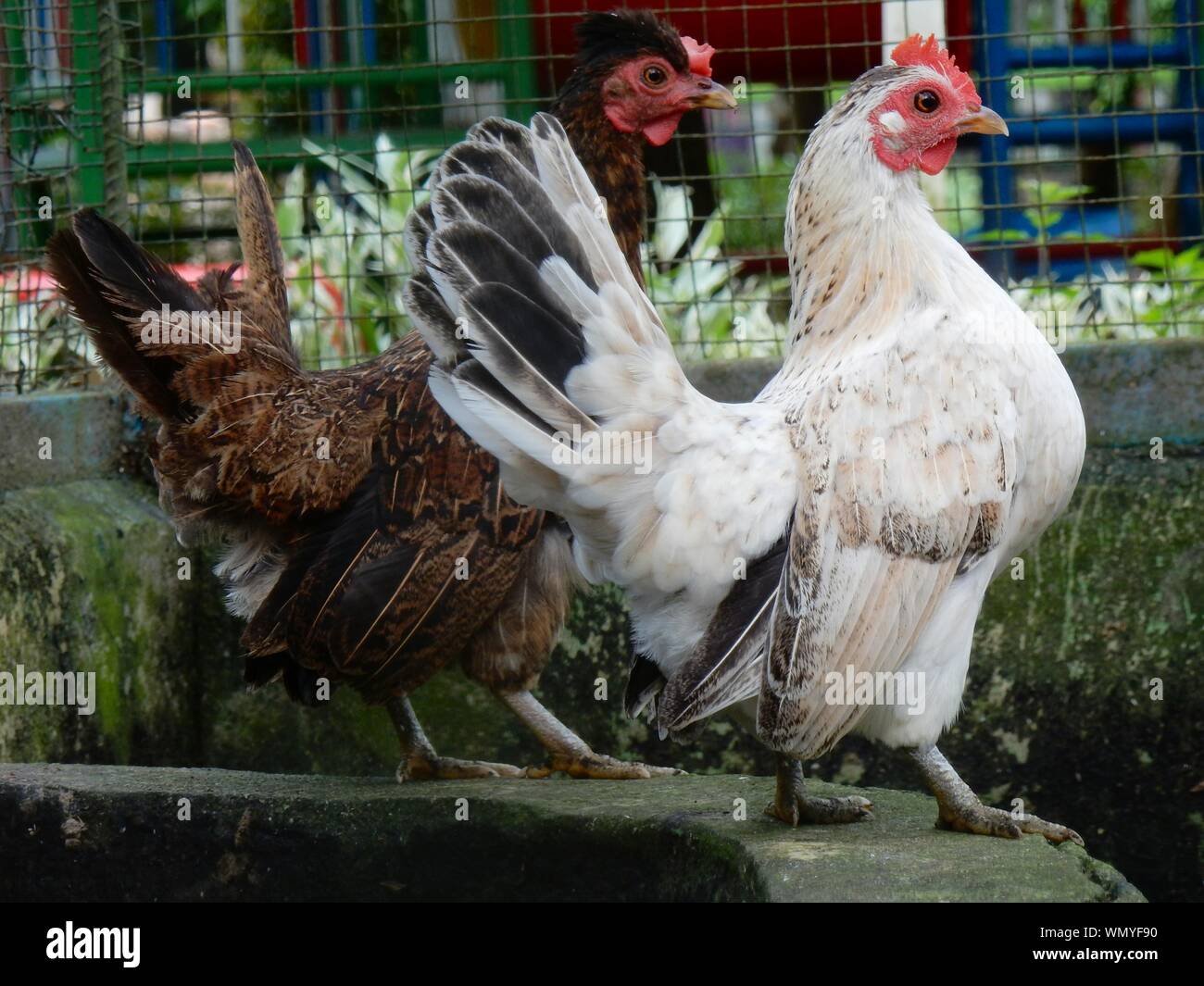 Foreground two chickens hi-res stock photography and images - Alamy