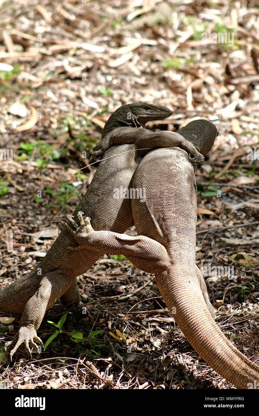 Dragon Fighting High Resolution Stock Photography and Images - Alamy