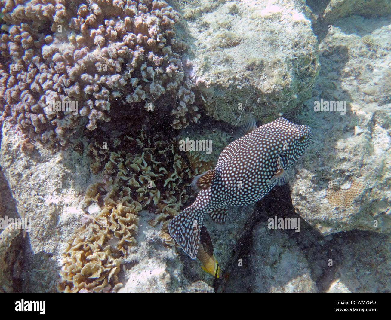 Blue spotted boxfish hi-res stock photography and images - Alamy