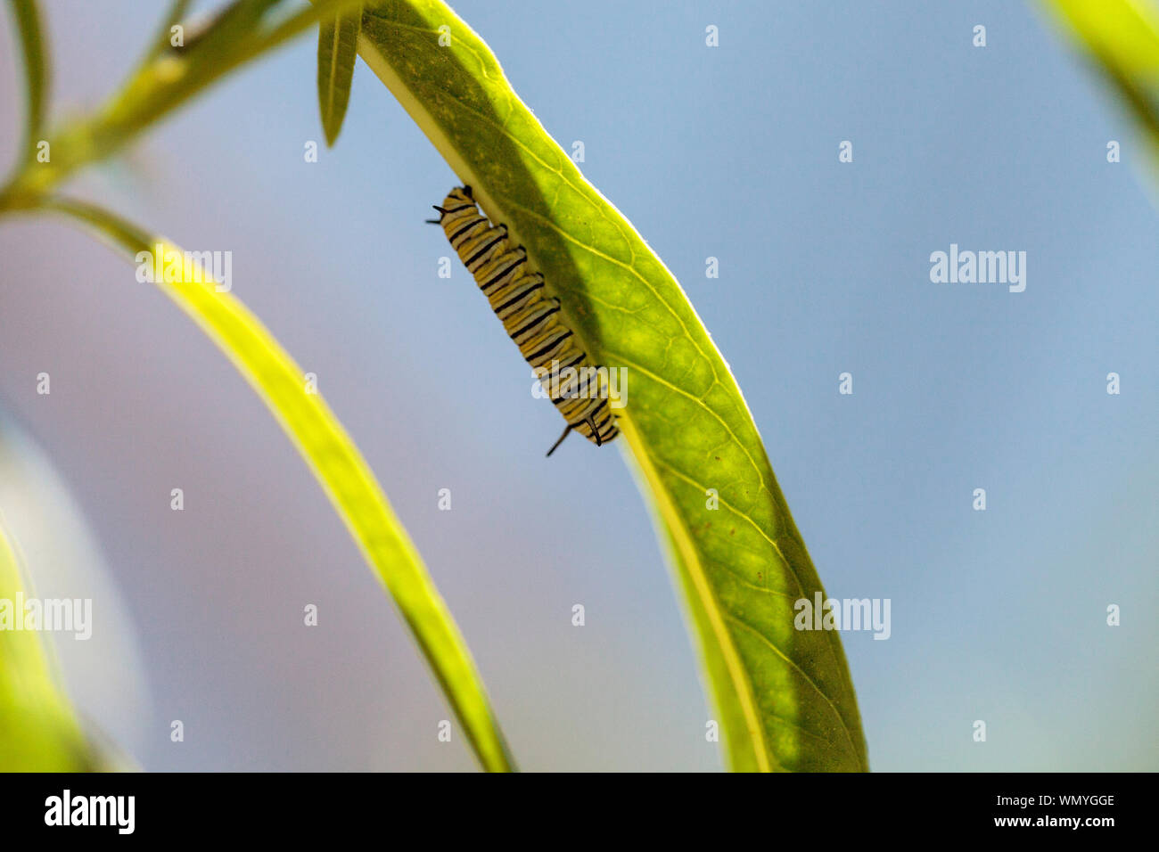 Caterpillar on leaf hi-res stock photography and images - Alamy