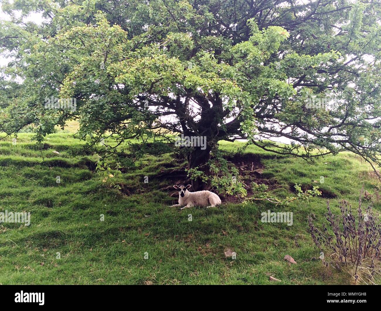 Sheep under tree hi-res stock photography and images - Alamy