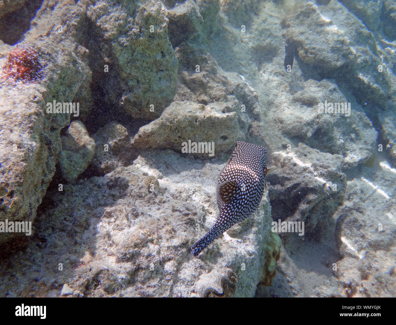 Underwater view of a Spotted Boxfish (Ostracion meleagris) in the Bora ...