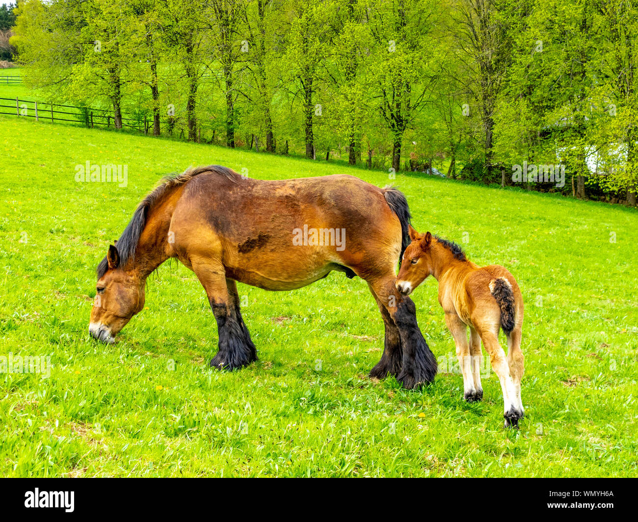 Ardennes Horse High Resolution Stock Photography and Images - Alamy