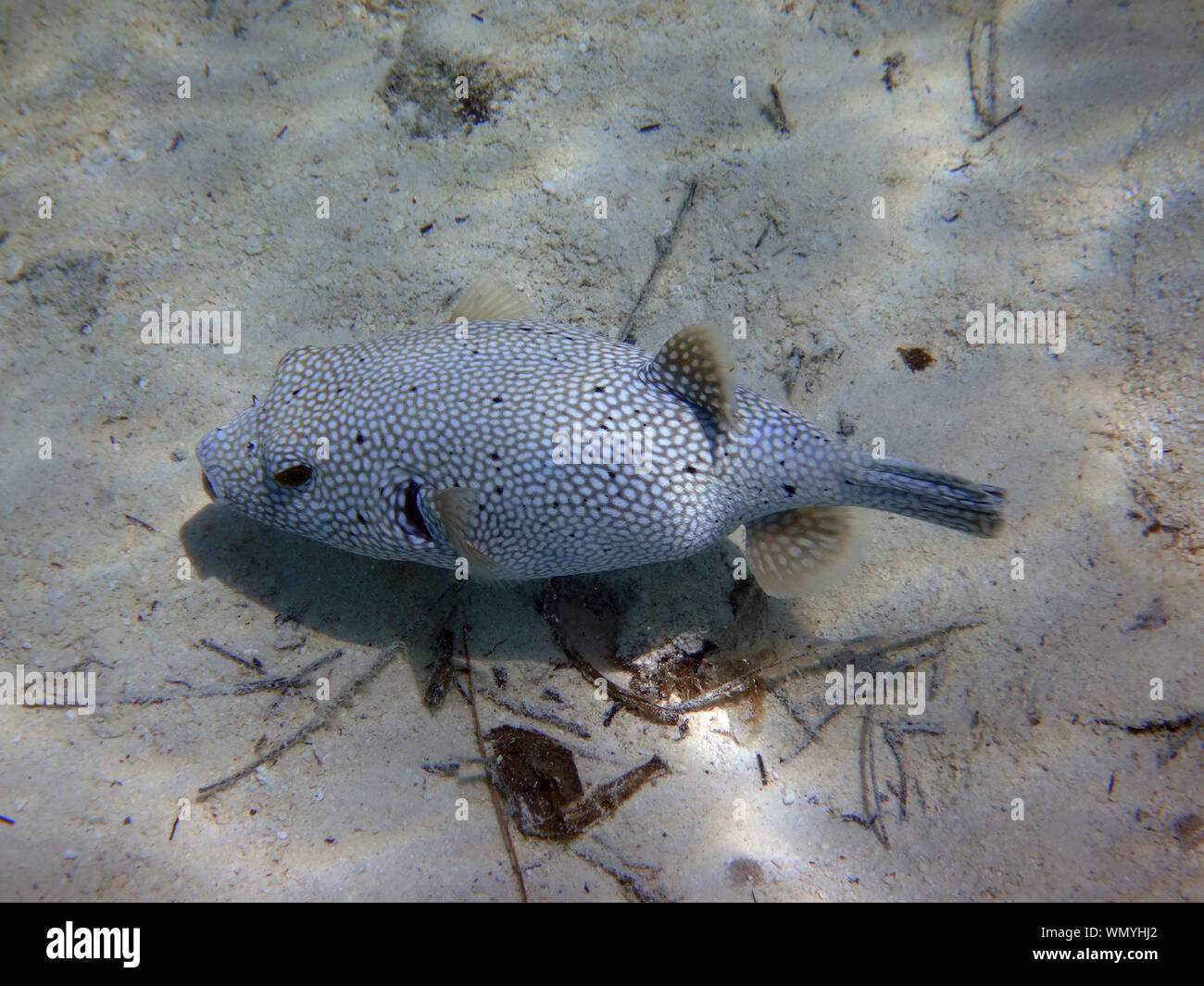Underwater view of a Spotted Boxfish (Ostracion meleagris) in the Bora ...