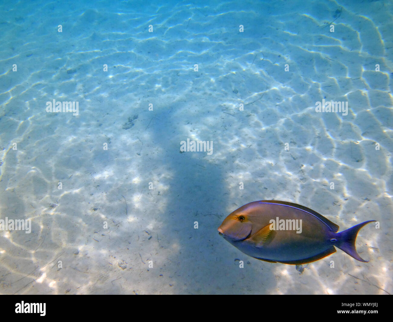 Bora bora fish view hi-res stock photography and images - Alamy