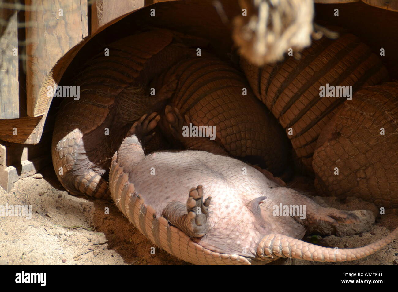 Armadillo skin hi-res stock photography and images - Alamy