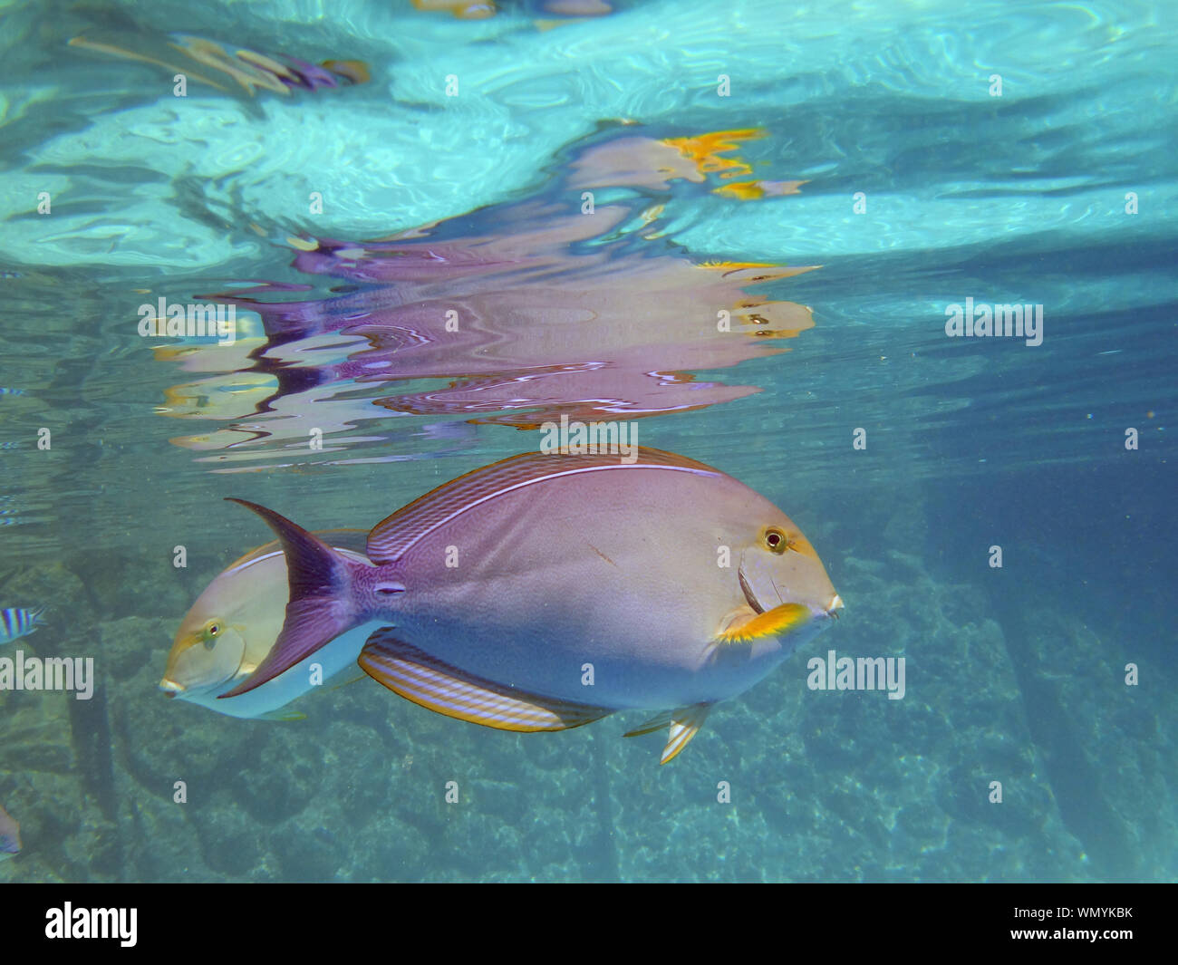 Bora bora fish view hi-res stock photography and images - Alamy