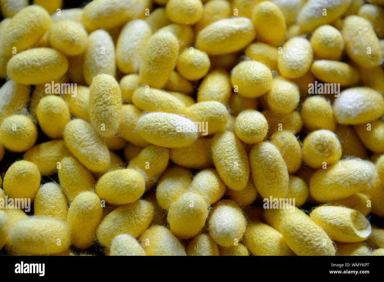 Yellow Cocoons High Resolution Stock Photography and Images - Alamy