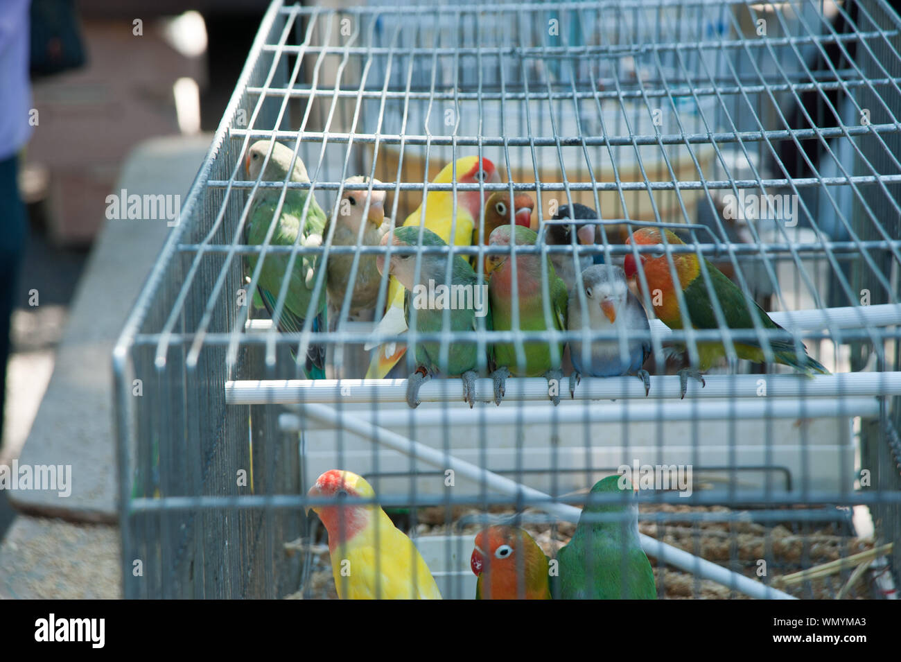 Paris, Ile de la Cite, Vogelmarkt - Paris, Ile de la Cite, Bird Market ...