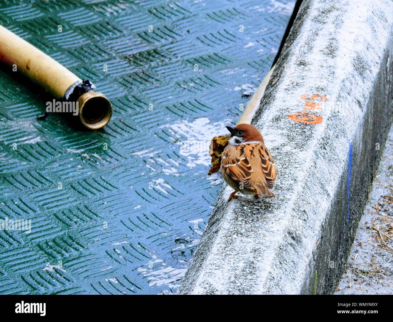 Bird with leaf hi-res stock photography and images - Alamy