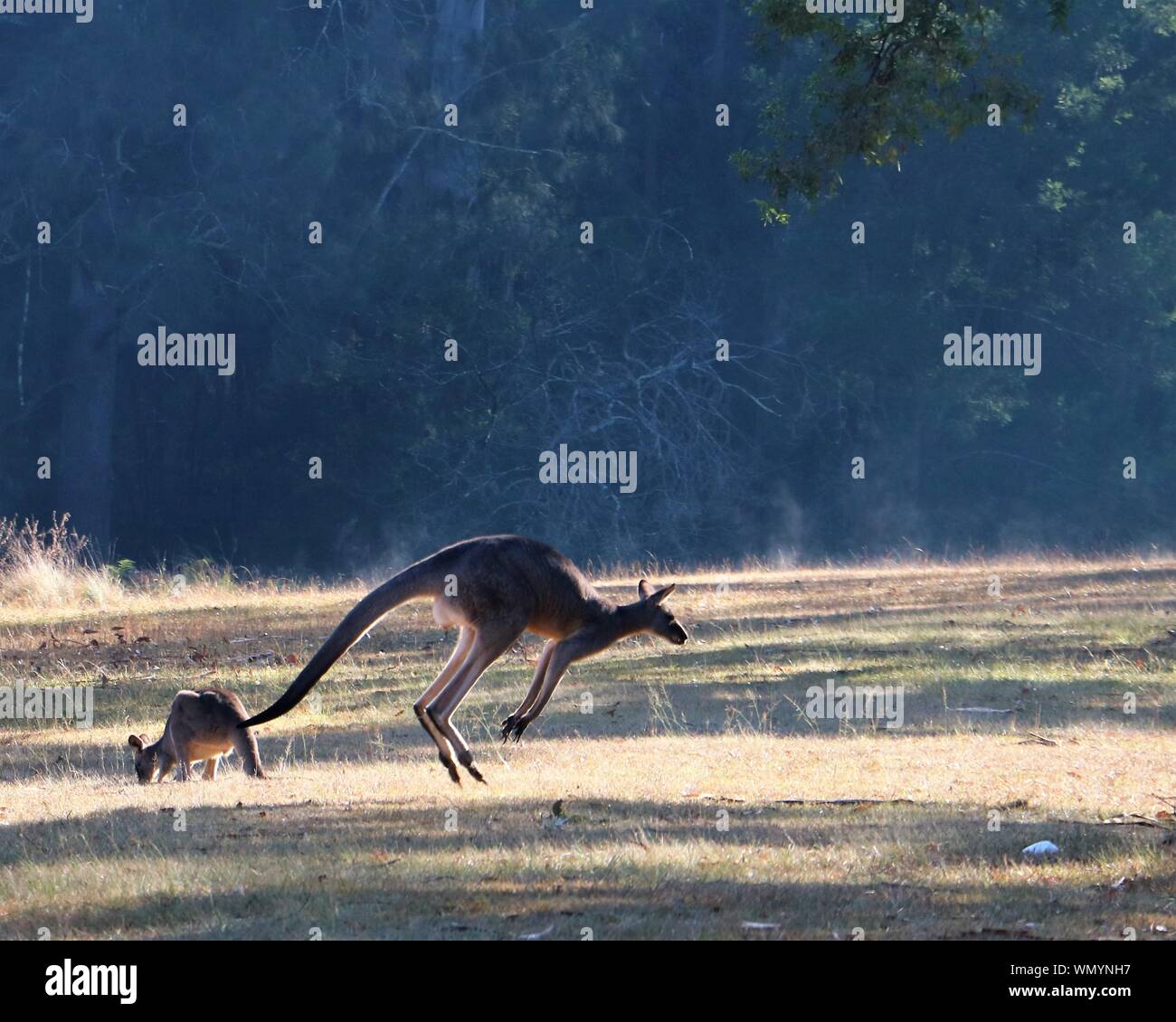 Tree kangaroo jumping hi-res stock photography and images - Alamy