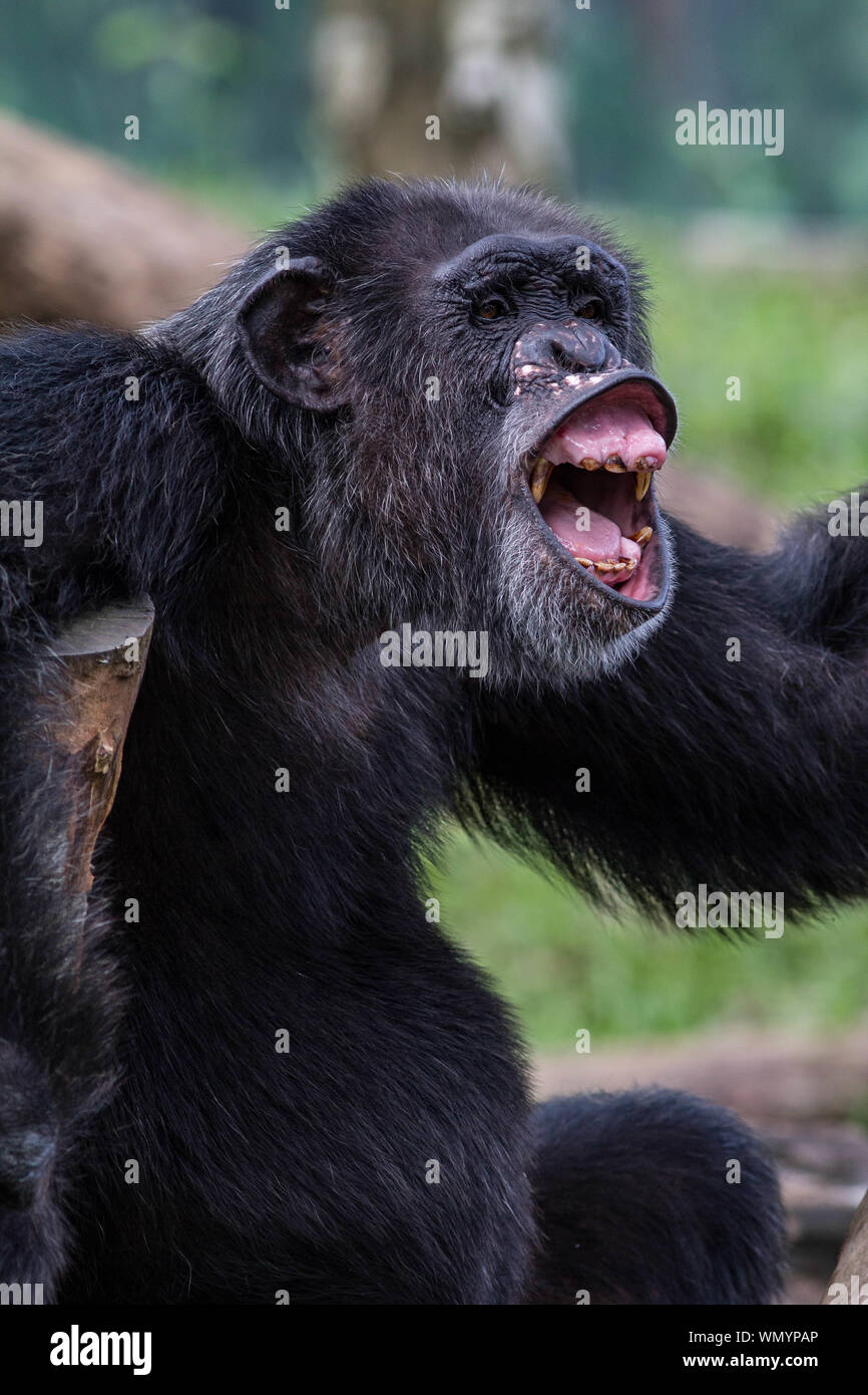 No shouting hi-res stock photography and images - Alamy